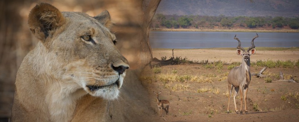 Zimparks | Zimbabwe Parks and Wildlife Management Authority