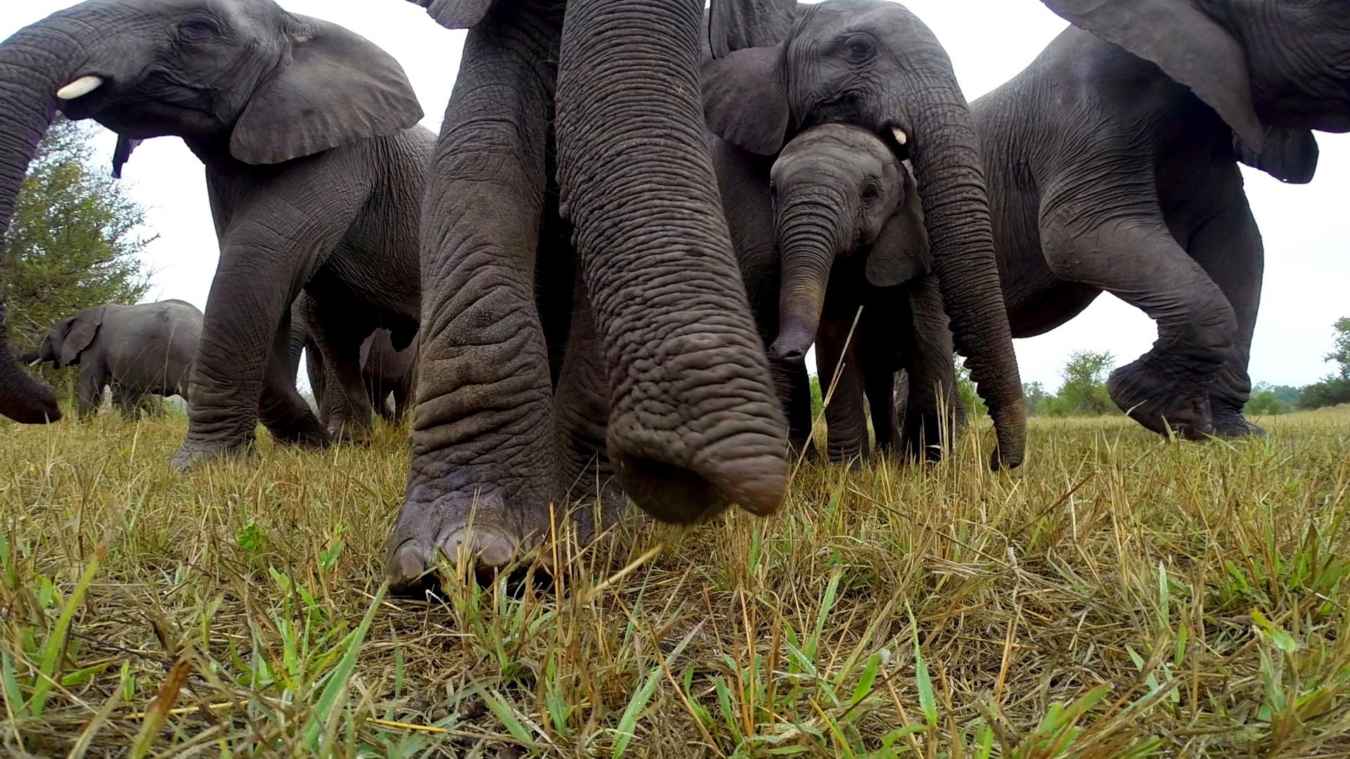 Zimparks | Zimbabwe Parks and Wildlife Management Authority